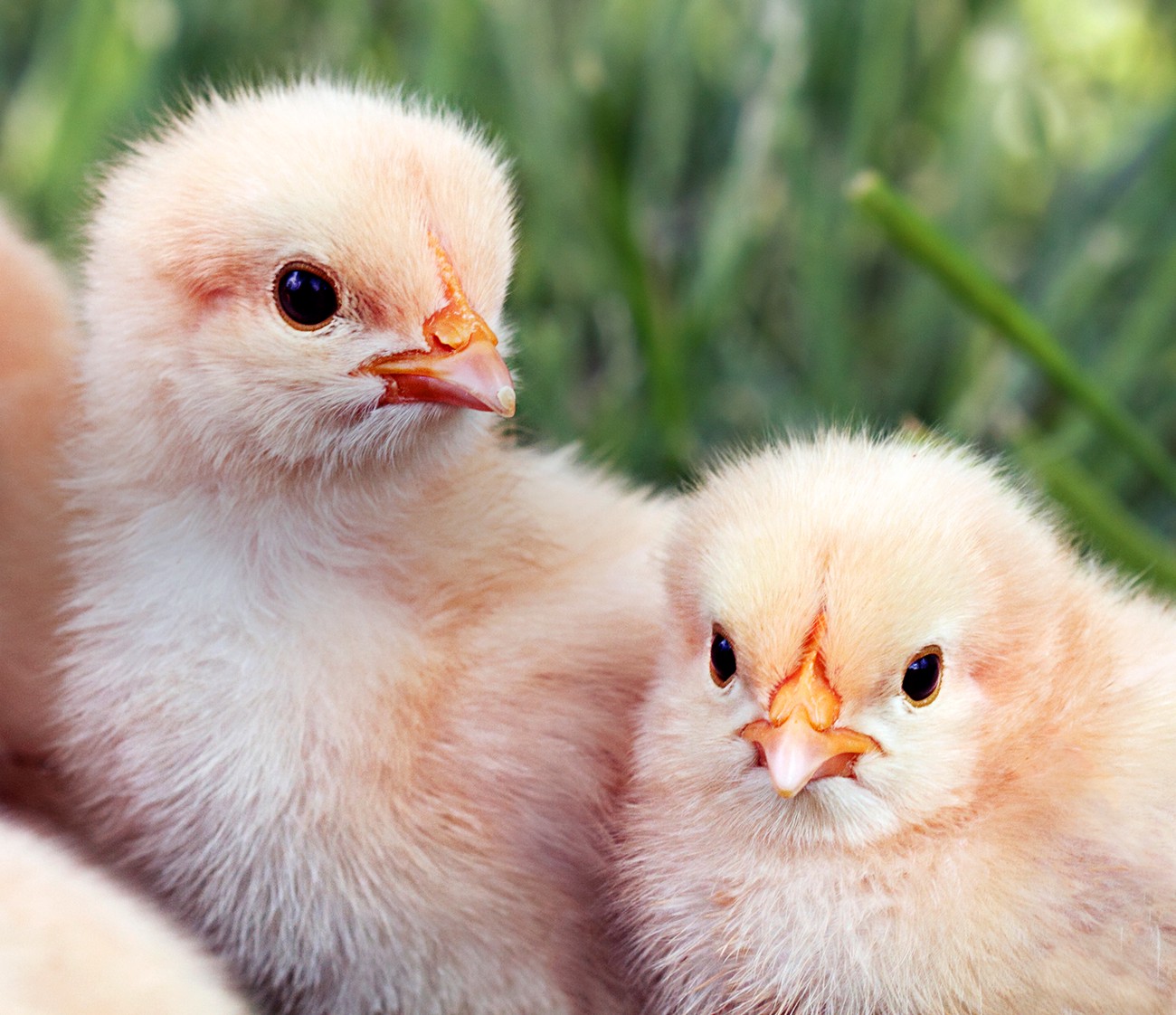 For the Animals | Love Veg