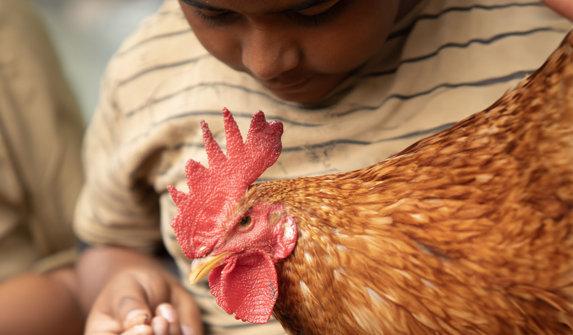 Compassion towards animals